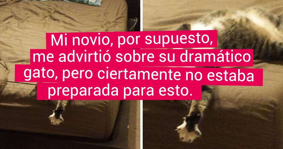 20 pruebas de que los gatos también pueden tener crisis existenciales ...